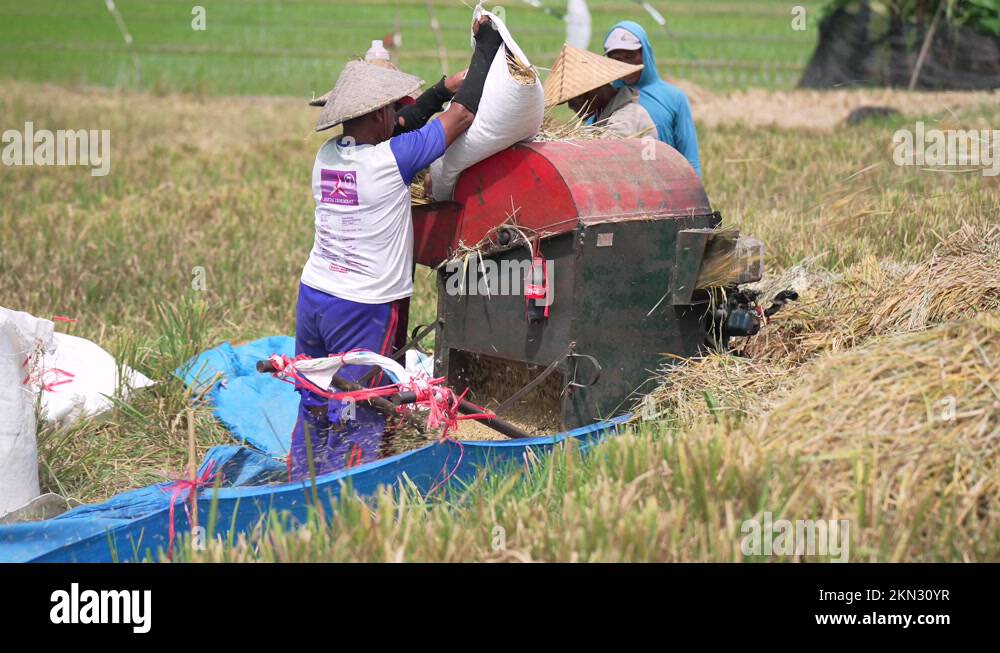 Rice harvesting machine Balinese Rice Field Harvesting Rice Stock Video ...