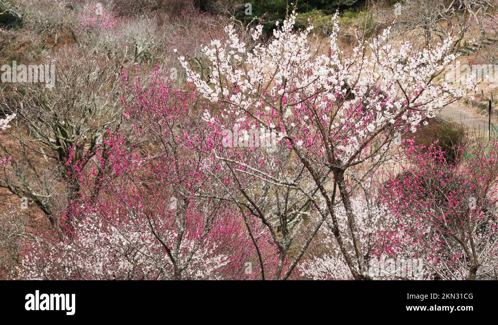 Plum forest Stock Videos & Footage - HD and 4K Video Clips - Alamy