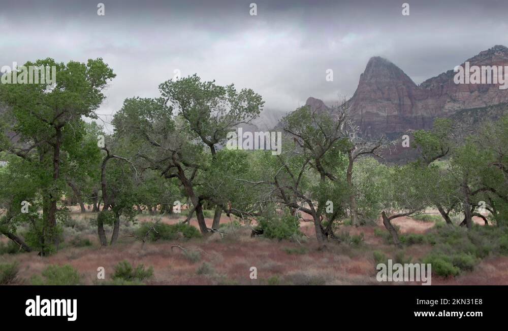 Zion national forest Stock Videos & Footage - HD and 4K Video Clips - Alamy