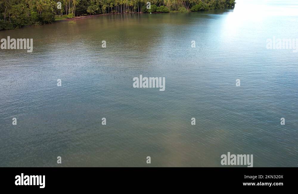 Bosque de palmeras y vegetación rodeado de un mar tranquilo y azul ...