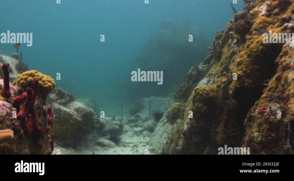 Caribbean ecosystem Stock Videos & Footage - HD and 4K Video Clips - Alamy