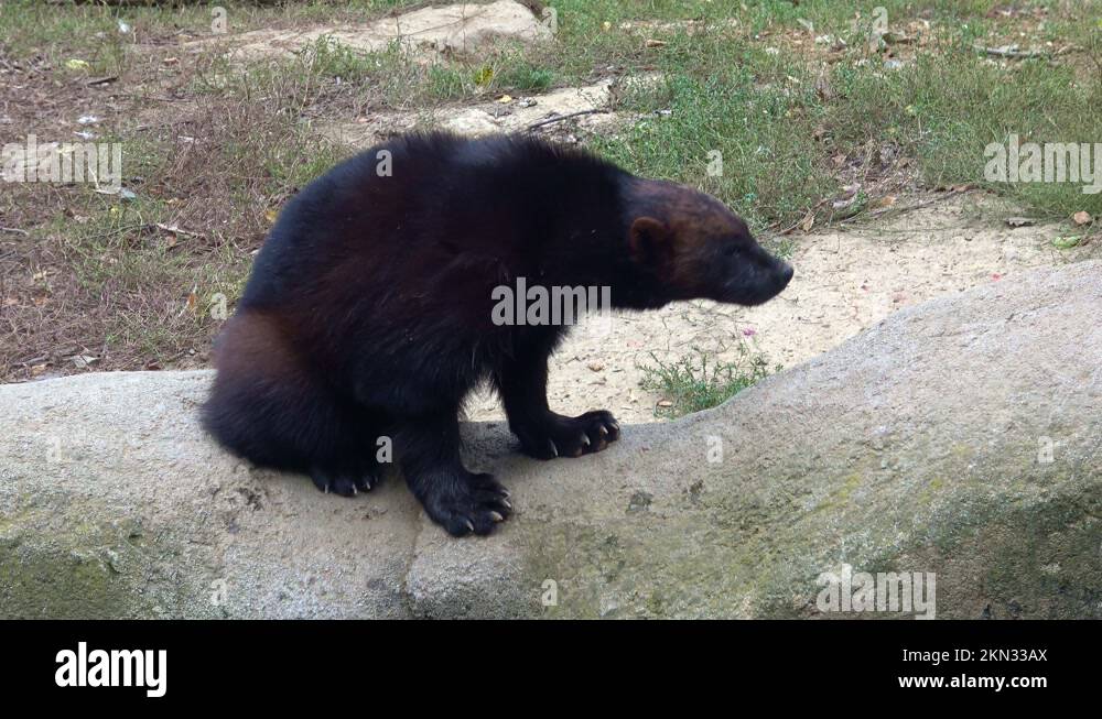 Adult wolverine Stock Videos & Footage - HD and 4K Video Clips - Alamy