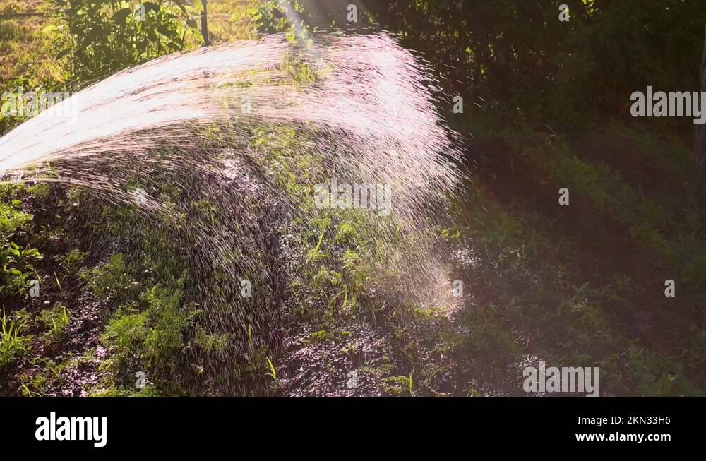 Watering home garden. Woman arms are using water spraying hoses ...