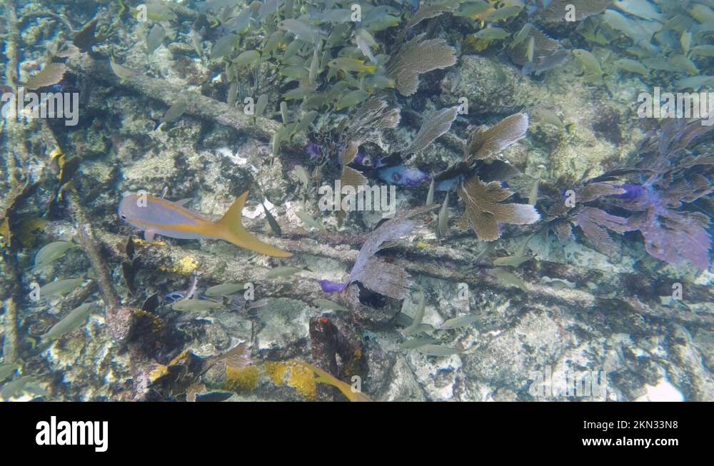 Structure of tail Stock Videos & Footage - HD and 4K Video Clips - Alamy