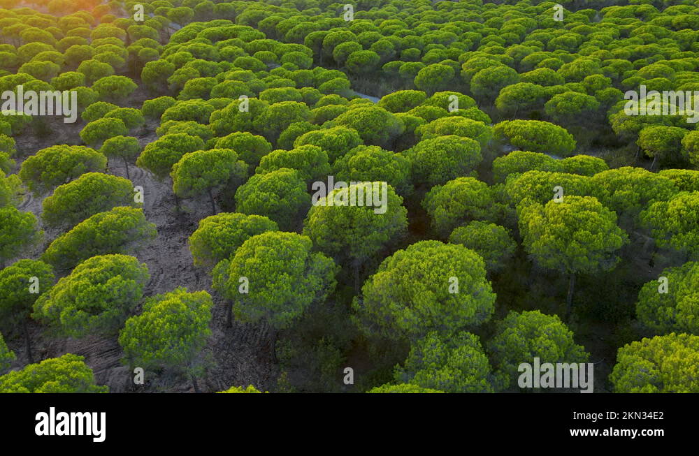 Pinus Pinea Forest - Lush Green Stone Pine Trees, Native Tree In El ...