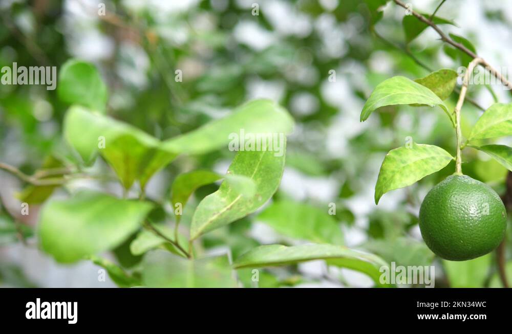 Lime tree citrus Stock Videos & Footage - HD and 4K Video Clips - Alamy