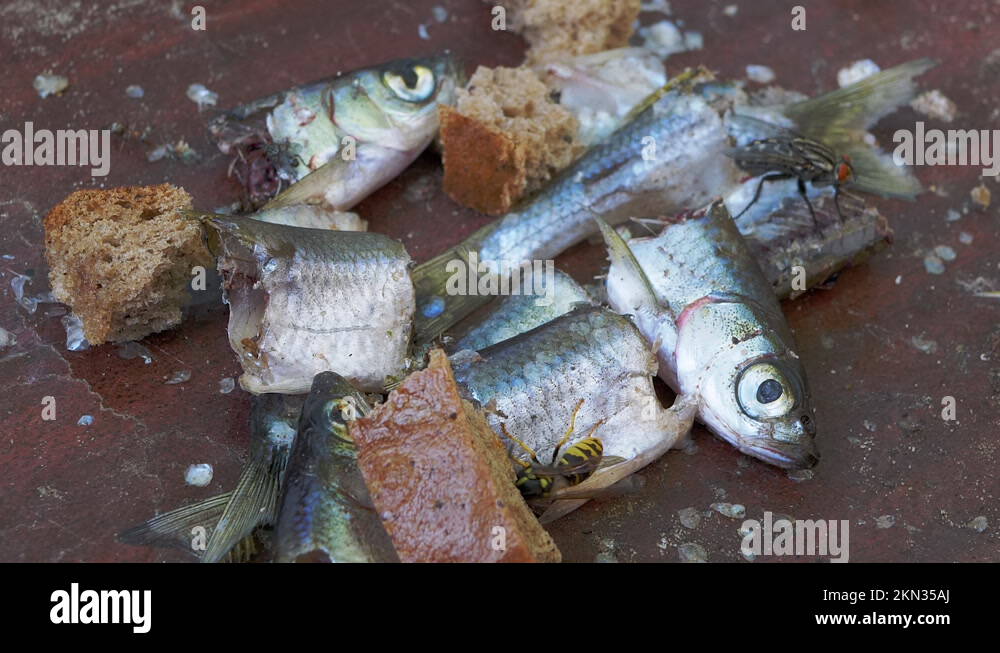 Rotten fish Stock Videos & Footage - HD and 4K Video Clips - Alamy