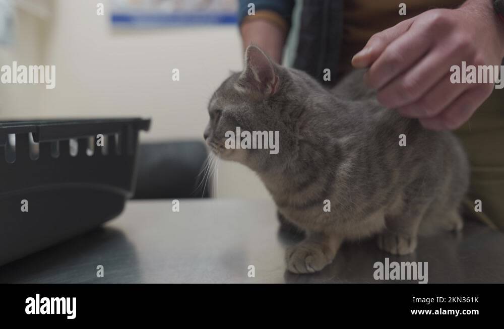 A sick cat of gray color of the British breed in the hands of the owner ...