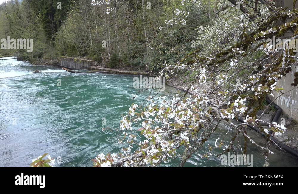 A branch of a plum blossom over a mountain river with clear blue water ...