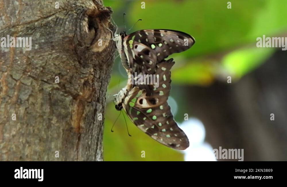 Mating on a tree Stock Videos & Footage - HD and 4K Video Clips - Alamy