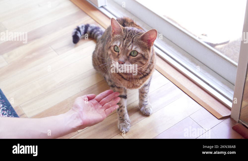 Human and cat Stock Videos & Footage - HD and 4K Video Clips - Alamy