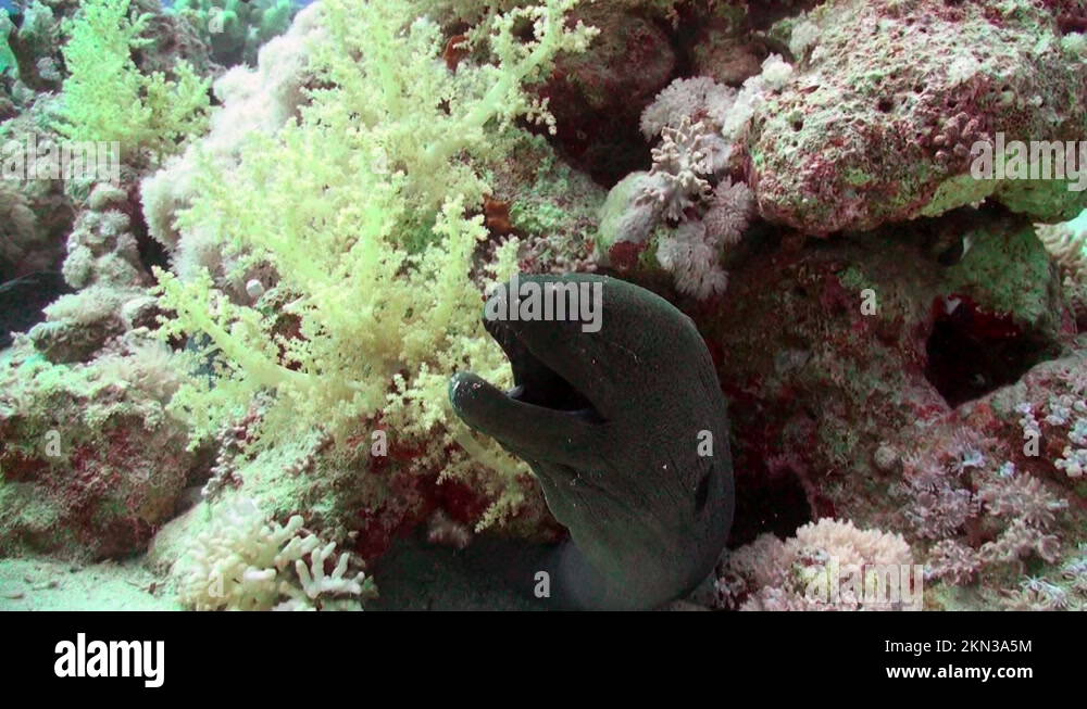 Cleaner wrasse fish cleaning moray eel on reef Stock Video Footage - Alamy