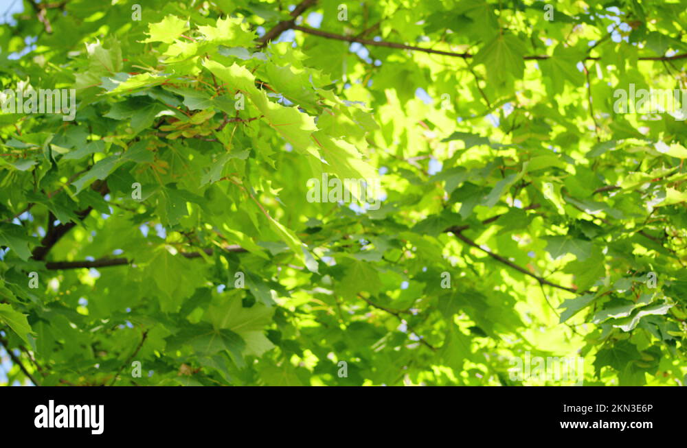 Maple tree foliage whose branches sway in the wind. Green maple tree ...