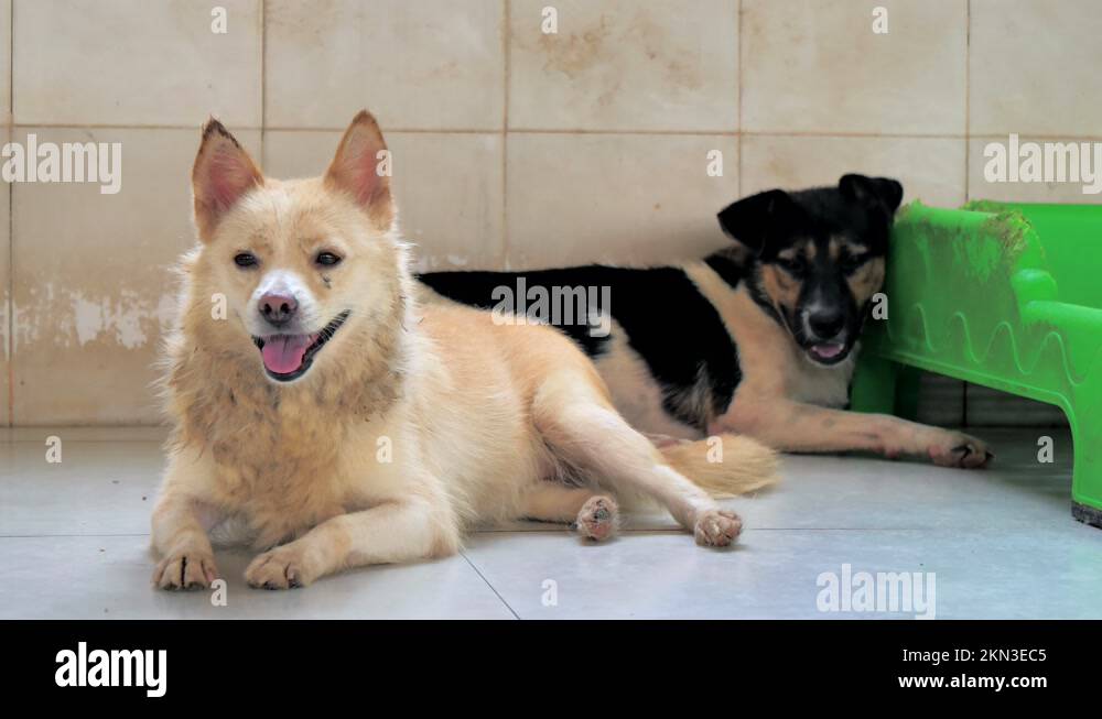 Miserable dogs Stock Videos & Footage - HD and 4K Video Clips - Alamy