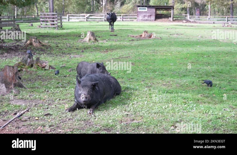Pigs running around in the paddock way of life on the farm Stock Video ...