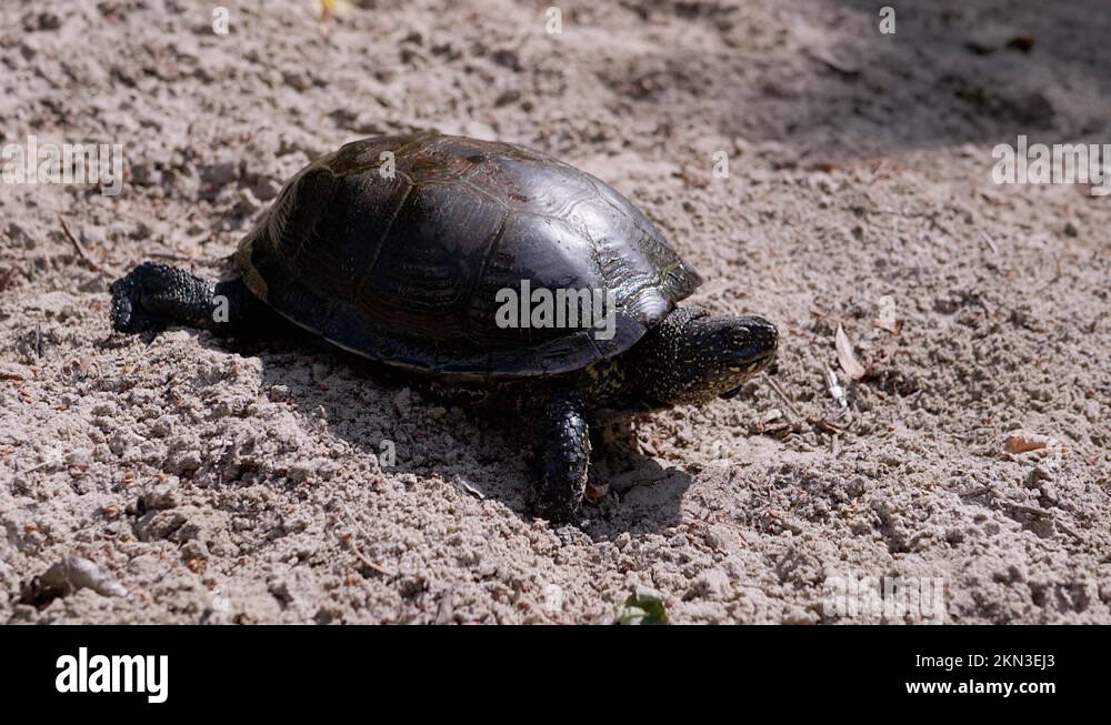European tortoise Stock Videos & Footage - HD and 4K Video Clips - Alamy