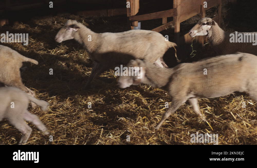 Farming breeding, food production. Lambs, sheep in stable. Ewe ...