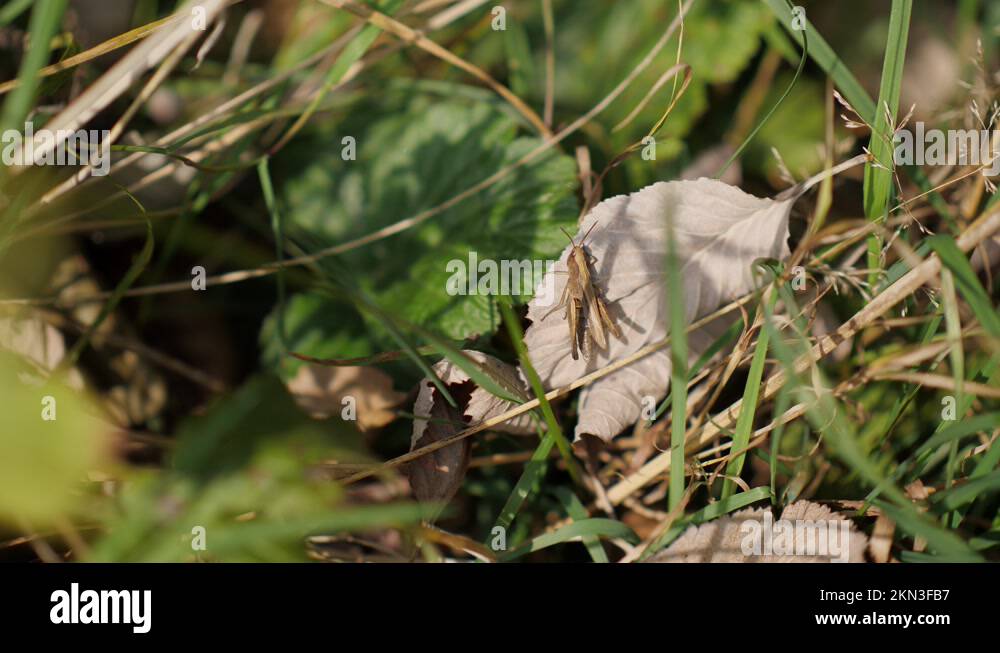 Grasshopper ecology Stock Videos & Footage - HD and 4K Video Clips - Alamy