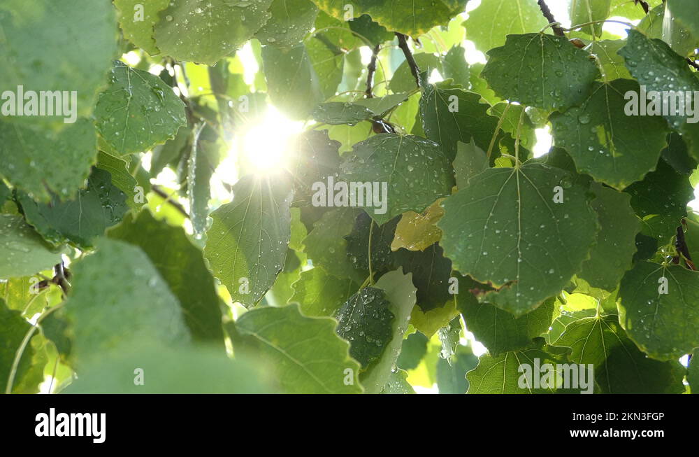 Breaking leaves Stock Videos & Footage - HD and 4K Video Clips - Alamy