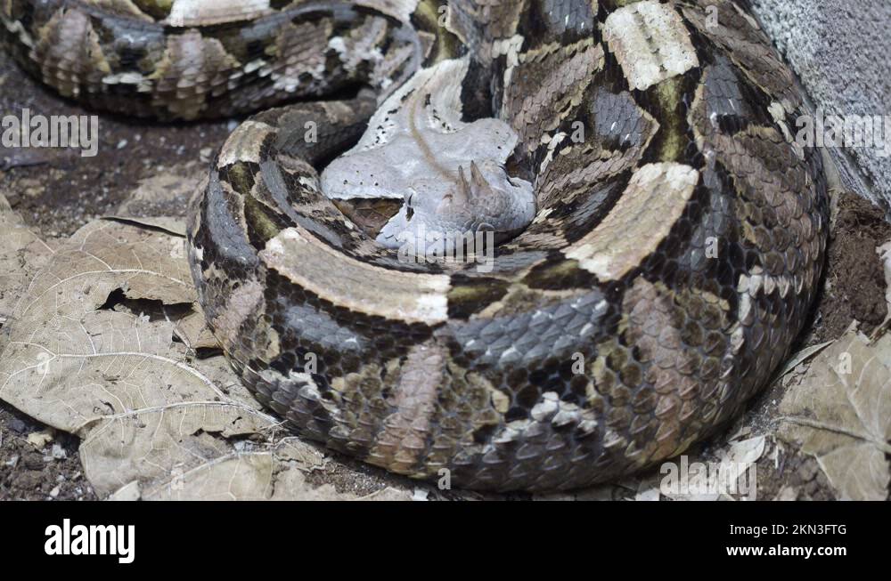 Bitis Stock Videos & Footage - HD and 4K Video Clips - Alamy