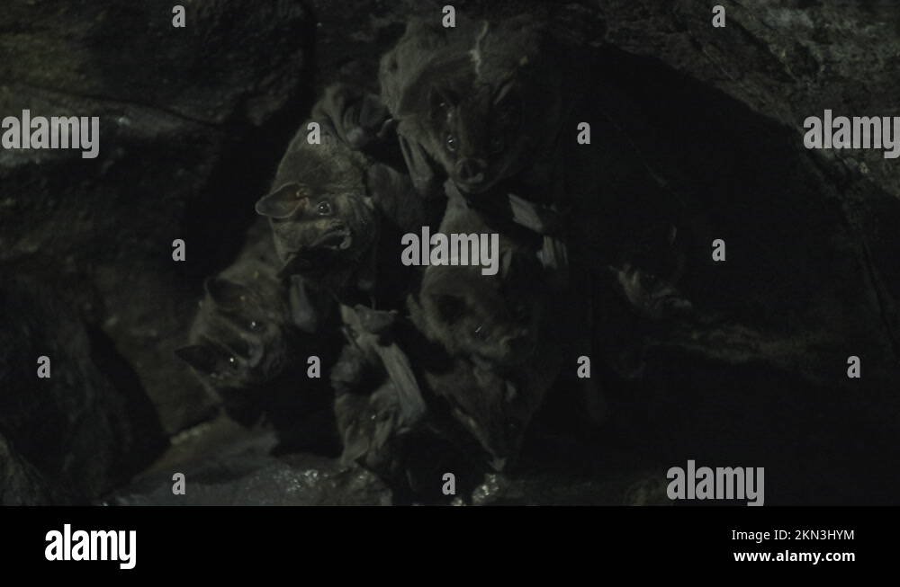 Cave refuge Stock Videos & Footage - HD and 4K Video Clips - Alamy