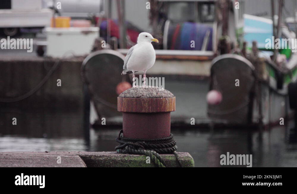 Wako's Ura Masagasaki fishing port and bird Stock Video Footage - Alamy