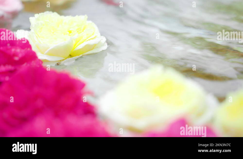 Rose floating in the fountain at the entrance of Karuizawa Lake Garden ...