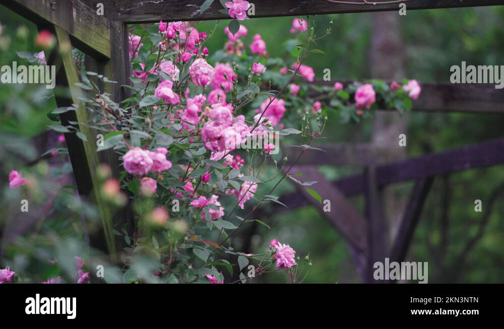 June rose garden Stock Videos & Footage - HD and 4K Video Clips - Alamy