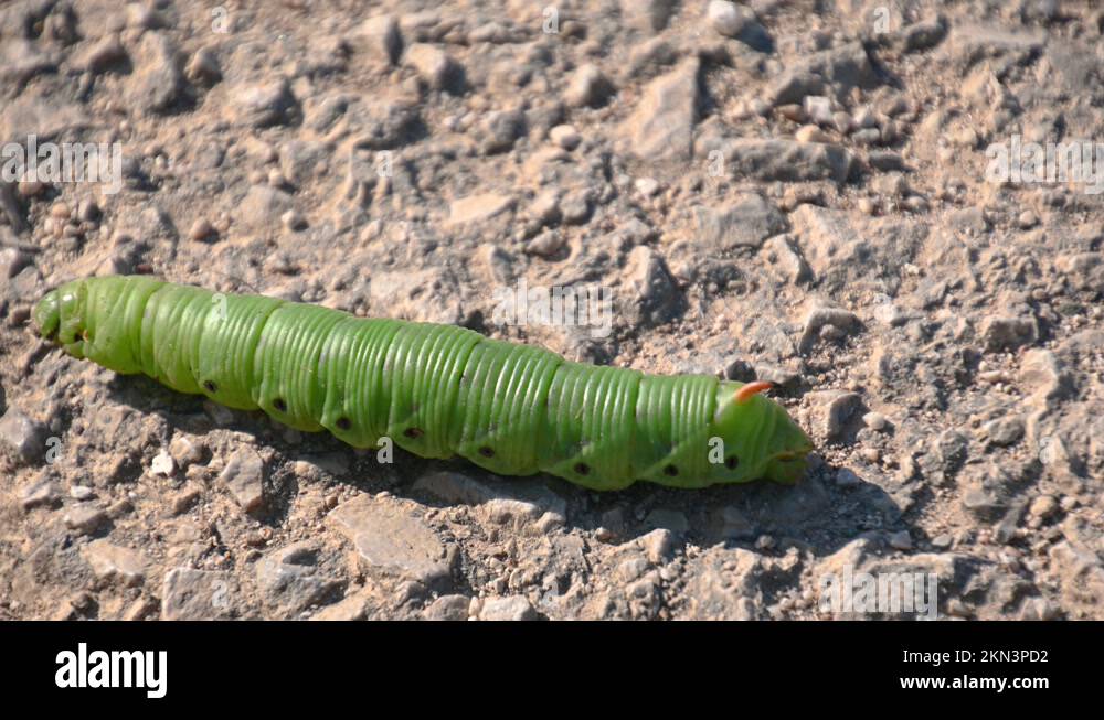 Acherontia atropos Stock Videos & Footage - HD and 4K Video Clips - Alamy