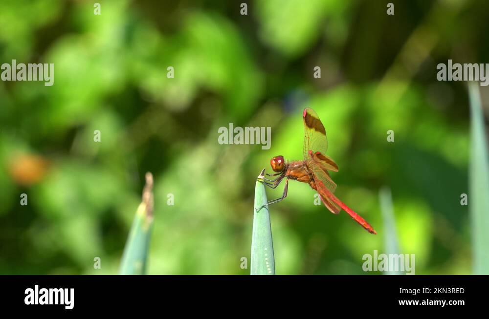 South korean insect Stock Videos & Footage - HD and 4K Video Clips - Alamy