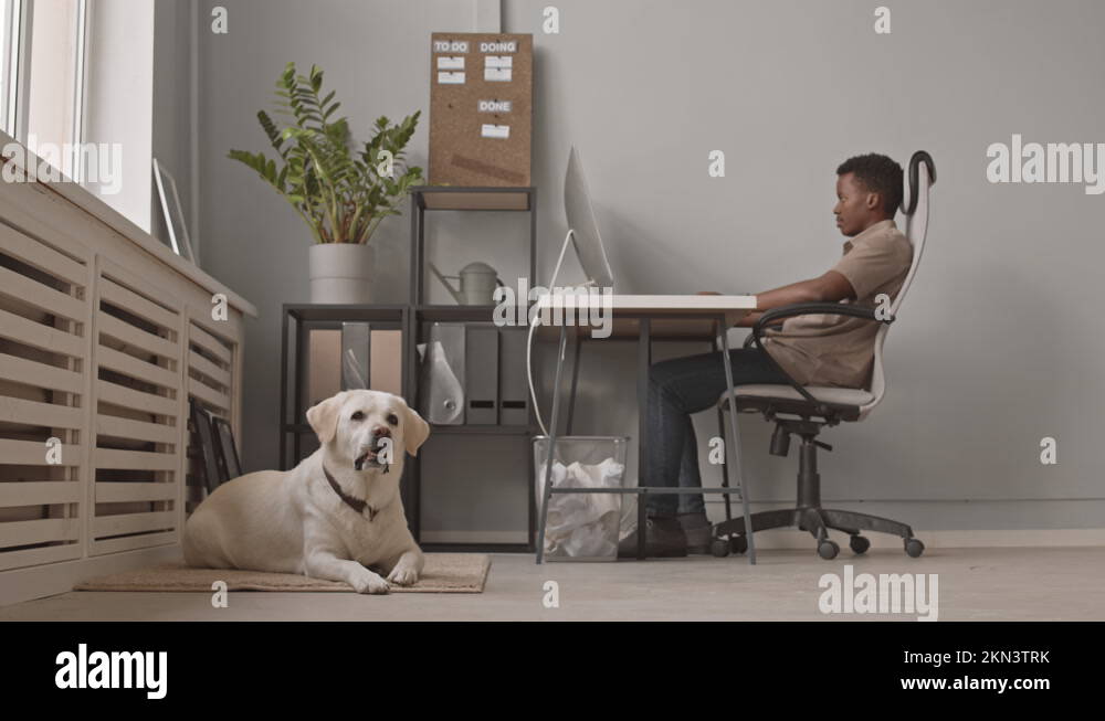 Working labrador Stock Videos & Footage - HD and 4K Video Clips - Alamy