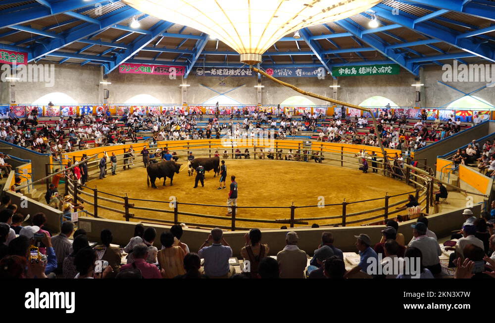 2019ayear Stock Videos & Footage - HD and 4K Video Clips - Alamy