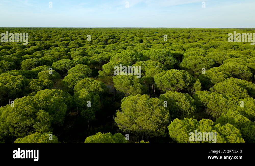 Stone Pine Forest (Pinus pinea) of Cartaya or Campo Comun at sunset ...