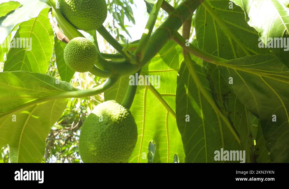 Breadfruits tree Stock Videos & Footage - HD and 4K Video Clips - Alamy