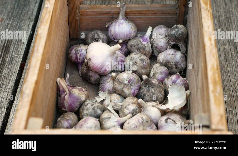 Garlic in container Stock Videos & Footage - HD and 4K Video Clips - Alamy