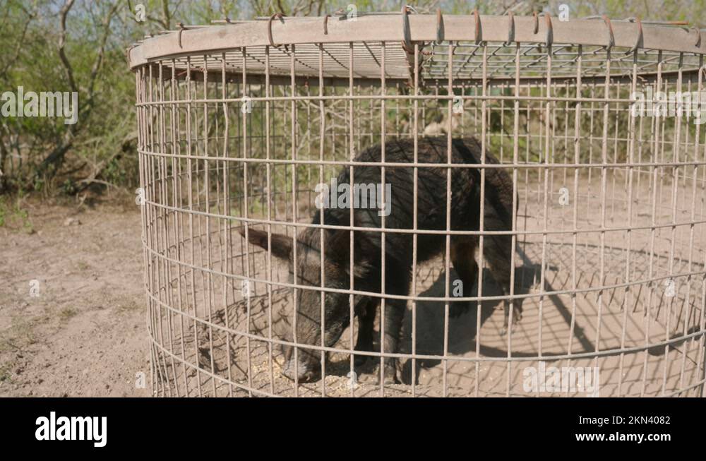 Trapped in a cage Stock Videos & Footage - HD and 4K Video Clips - Alamy