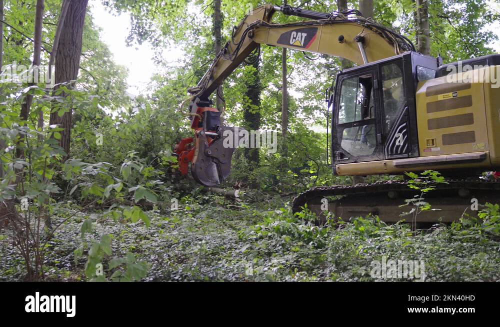 Tree wood woodland tree trees Stock Videos & Footage - HD and 4K Video ...