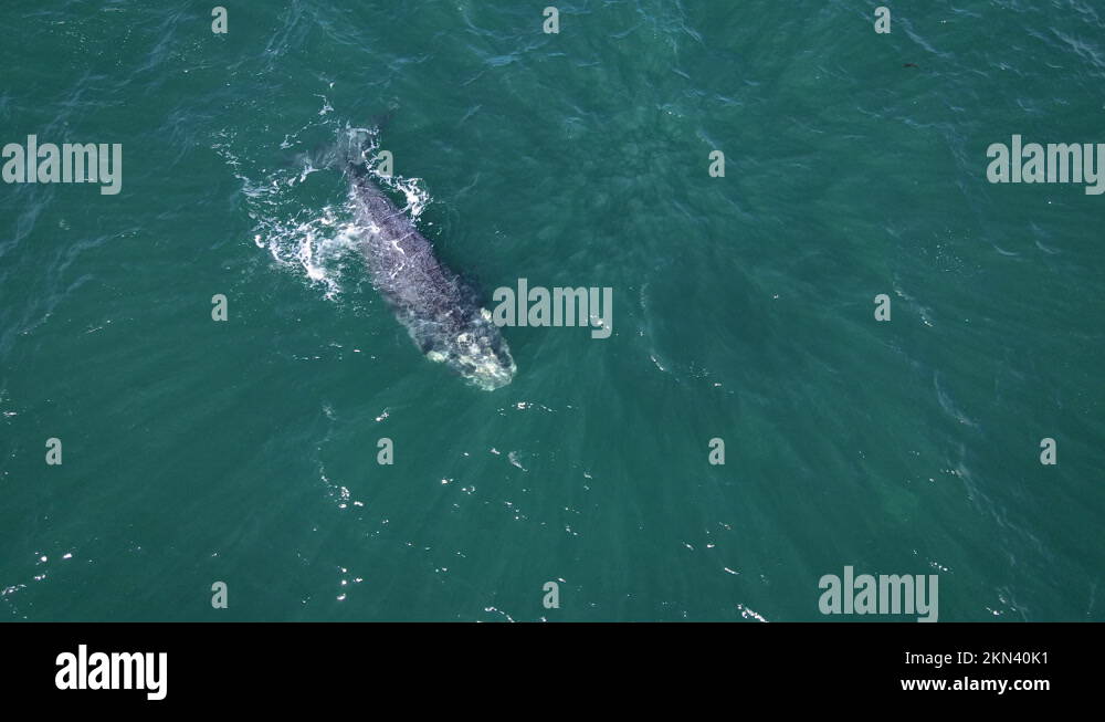 Right Whale calf swimming alone, brindled coloration, drone overhead ...