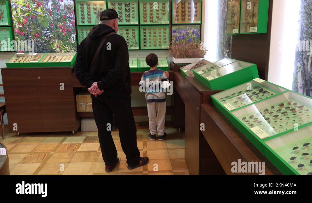 Insect collections Stock Videos & Footage - HD and 4K Video Clips - Alamy