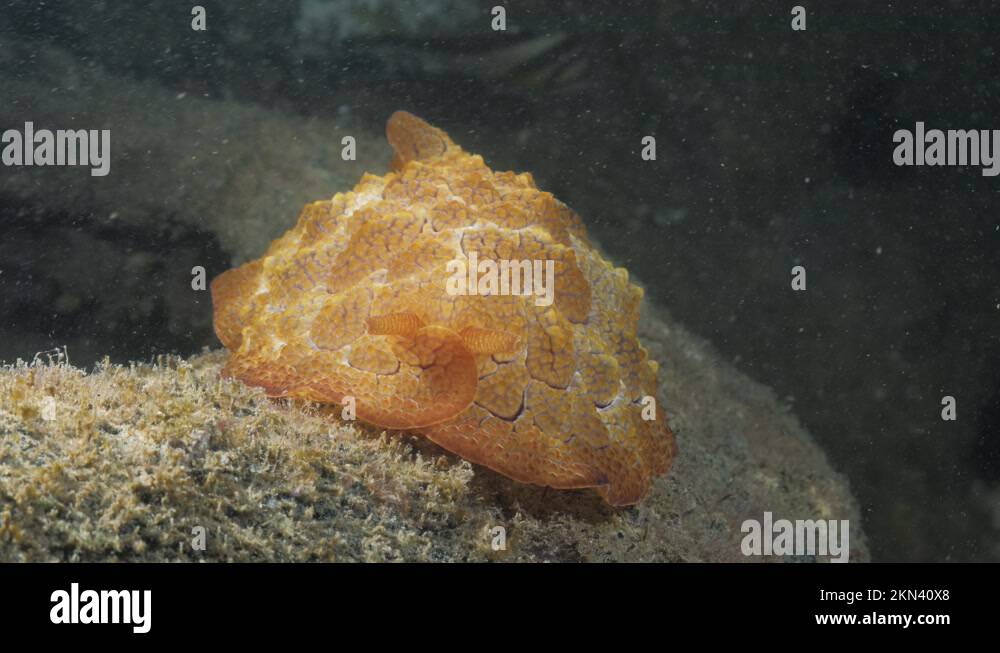Pleurobranchus sea slug species discovered on a scuba diving activity ...