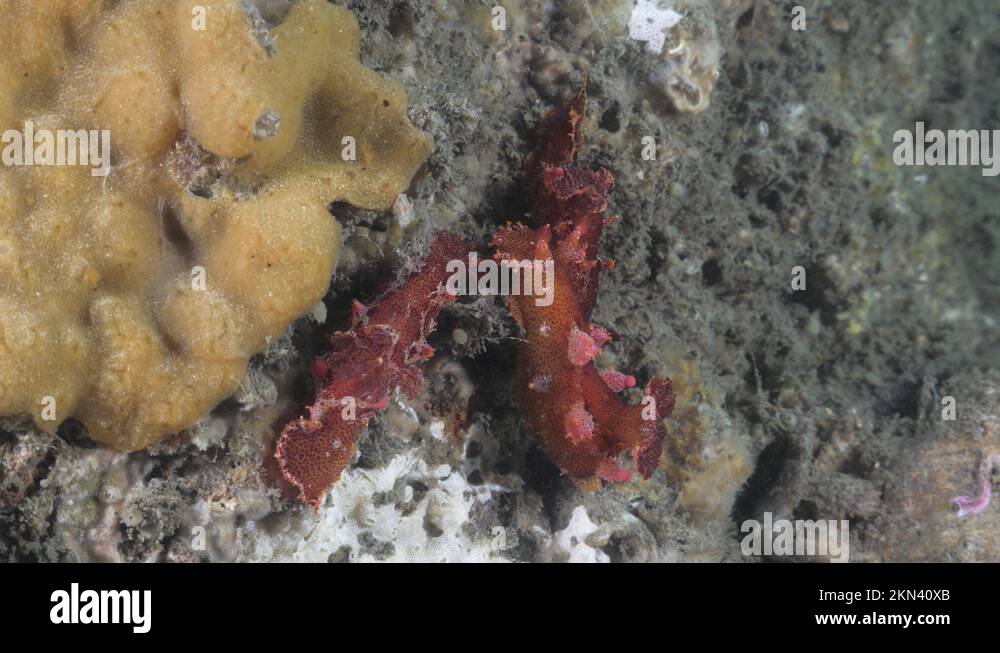 Animals mating at zoo Stock Videos & Footage - HD and 4K Video Clips ...