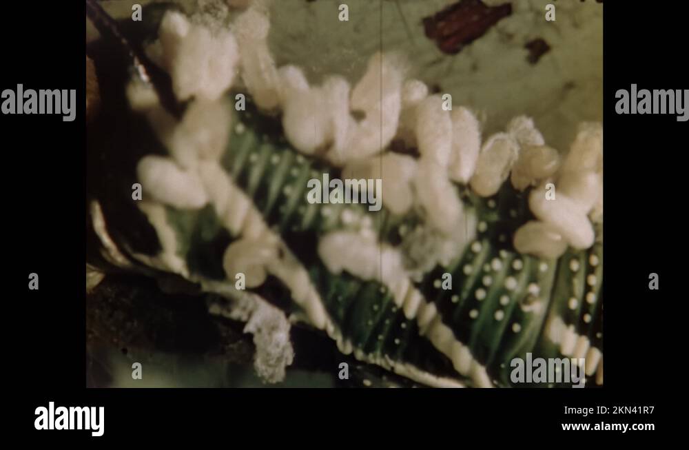 Parasitic wasp larvae caterpillar Stock Videos & Footage - HD and 4K ...