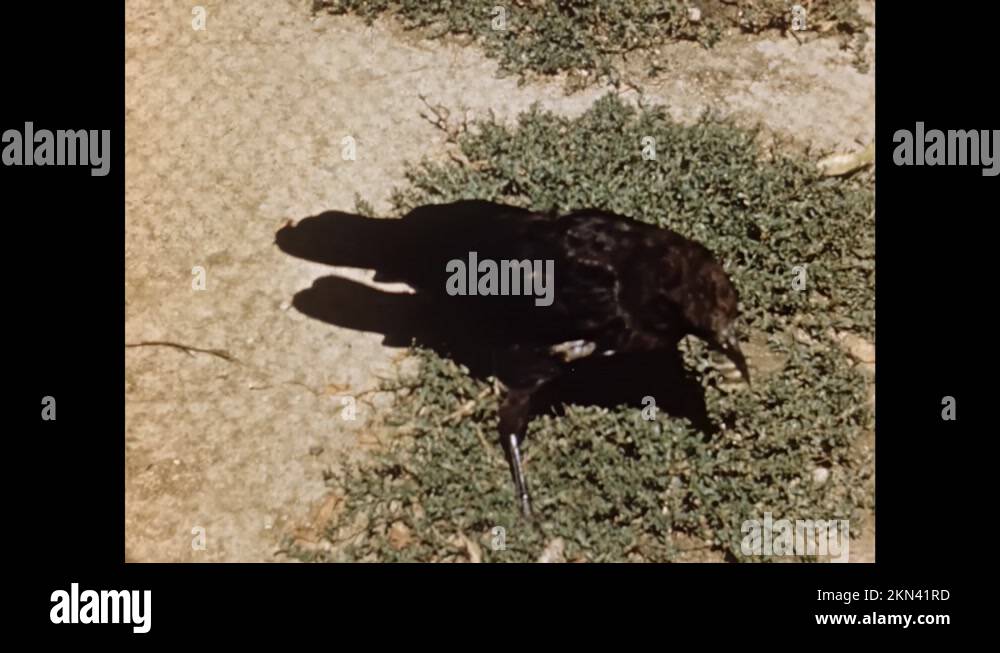 1950s: Crow eating insects off ground. Toad catching grasshopper with ...