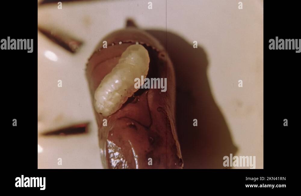 Fish eating insects Stock Videos & Footage - HD and 4K Video Clips - Alamy