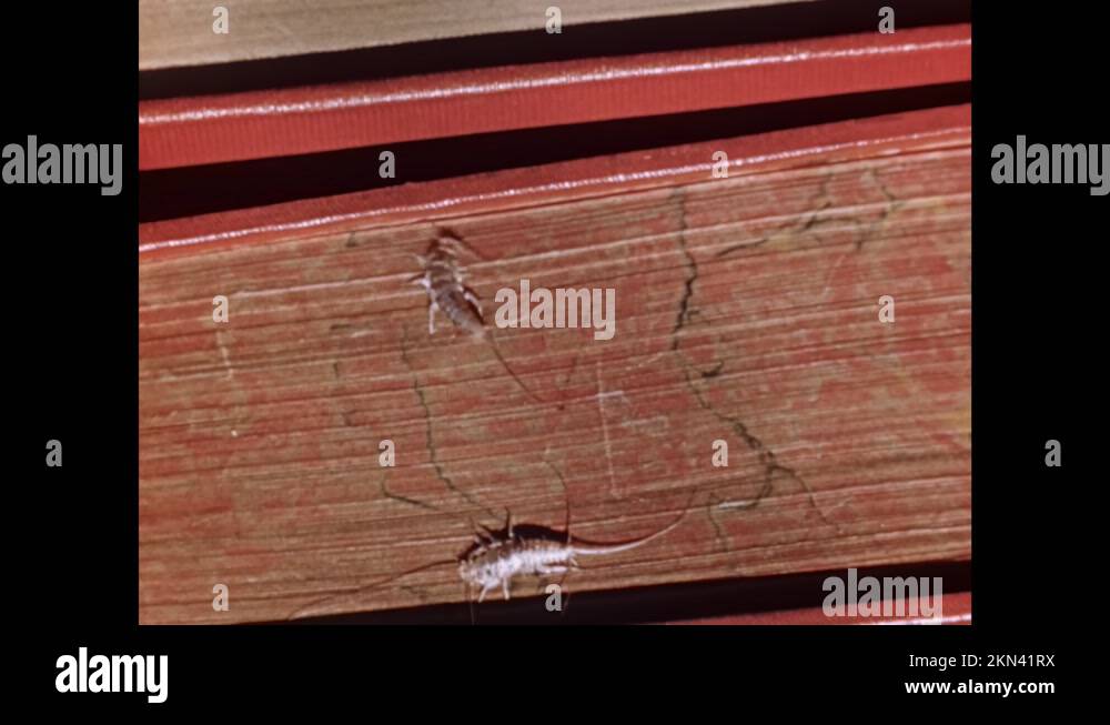 Silverfish life cycle Stock Videos & Footage - HD and 4K Video Clips ...