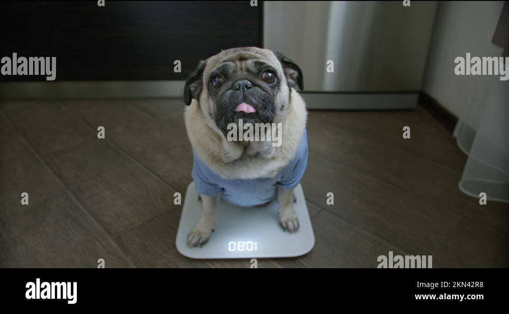 Fat dog scale Stock Videos & Footage - HD and 4K Video Clips - Alamy