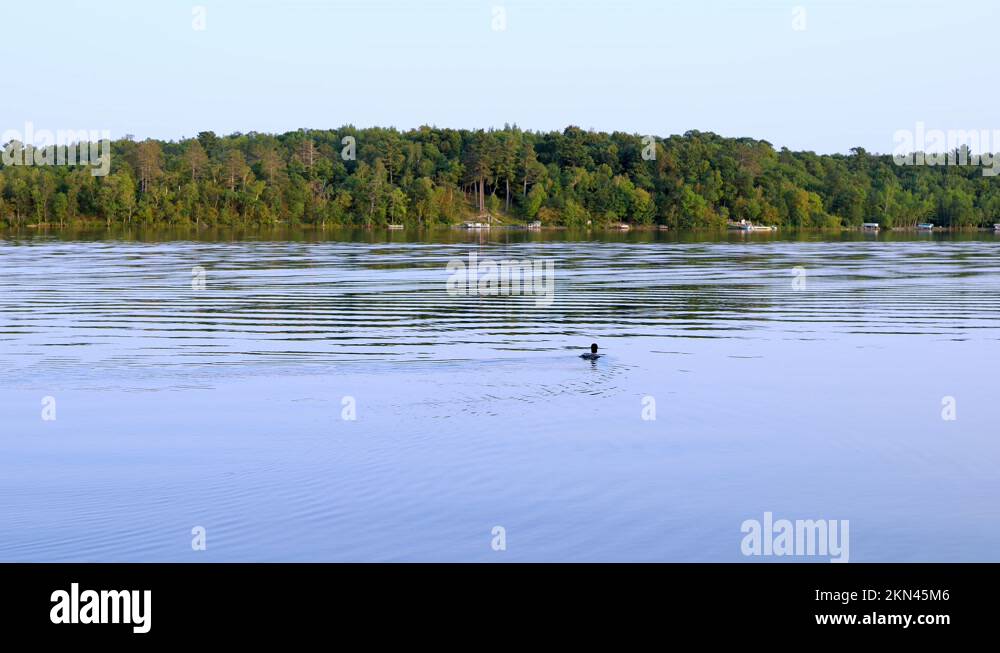 Bird loon common Stock Videos & Footage - HD and 4K Video Clips - Alamy