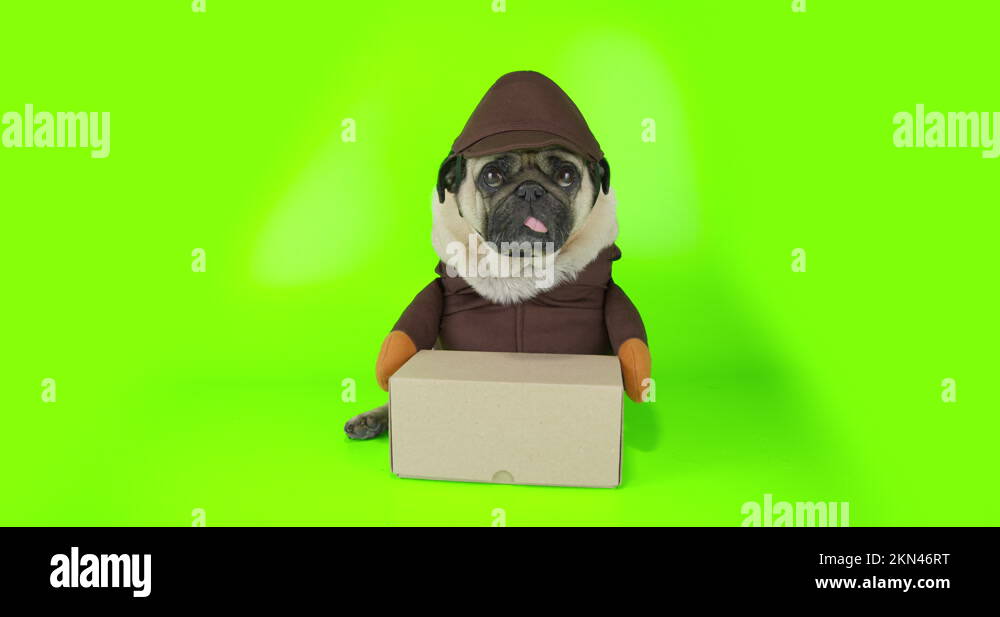 Funny pet, pug dog delivery concept. Courier delivered parcel, box. Green screen Stock Video ...