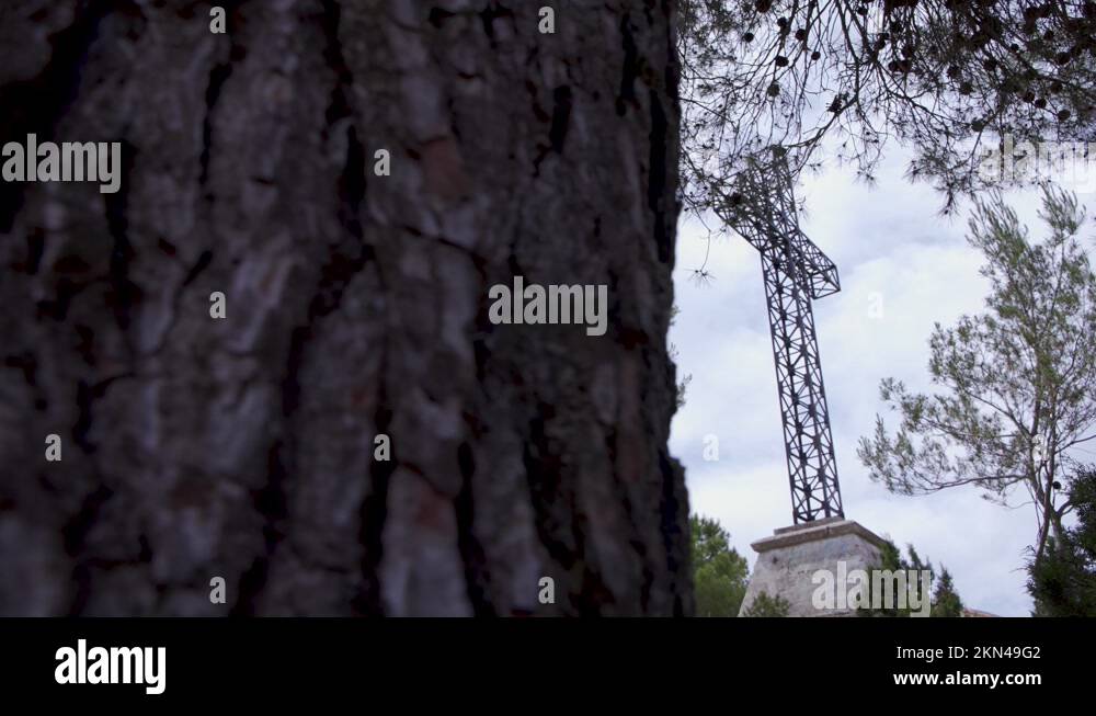 Structure of a tree trunk Stock Videos & Footage - HD and 4K Video ...