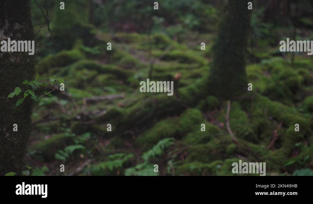 Japanese rain forest Stock Videos & Footage - HD and 4K Video Clips - Alamy